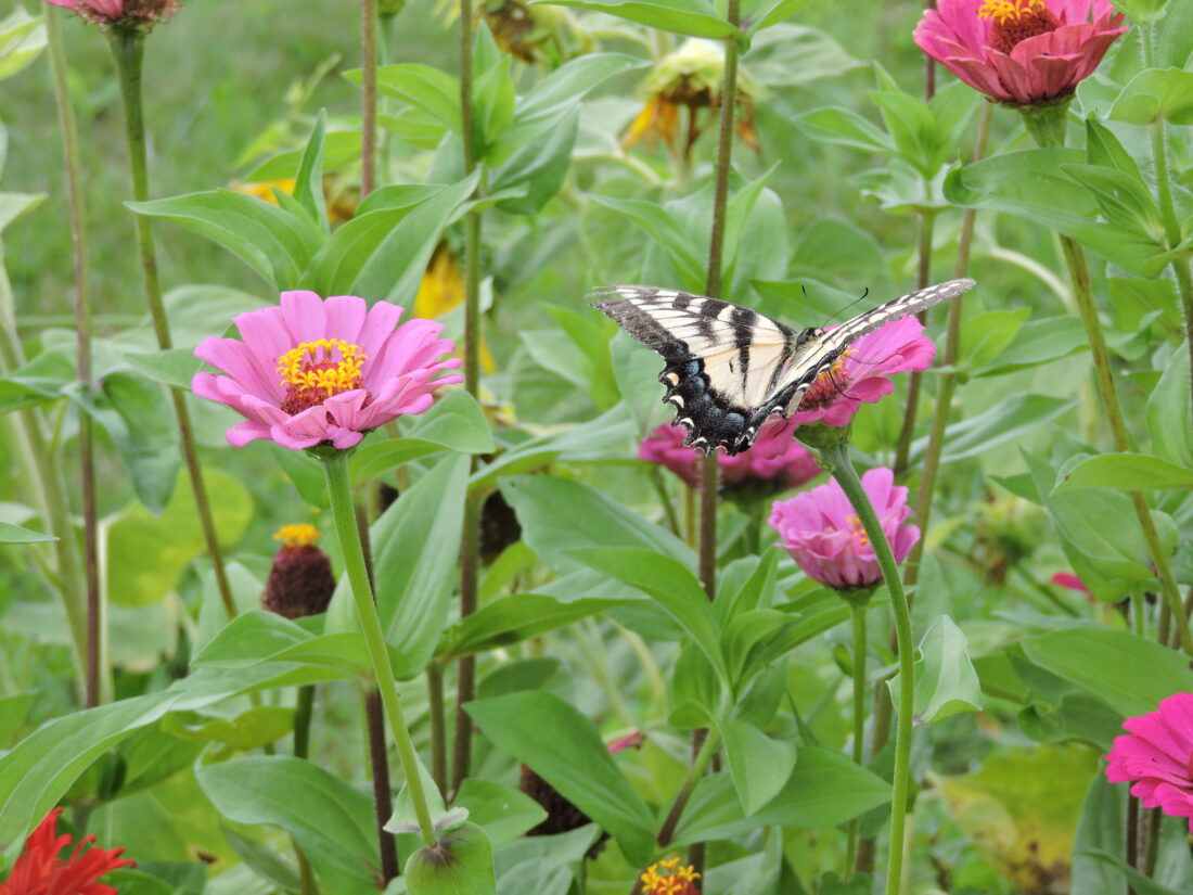 Colerain resident discusses need for local pollinator gardens | News ...